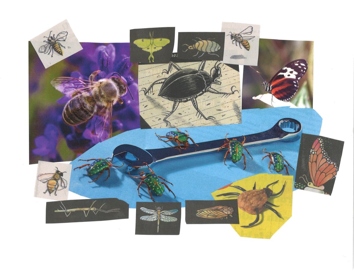 What's the Difference Between a Bug and an Insect? - What's the Difference?